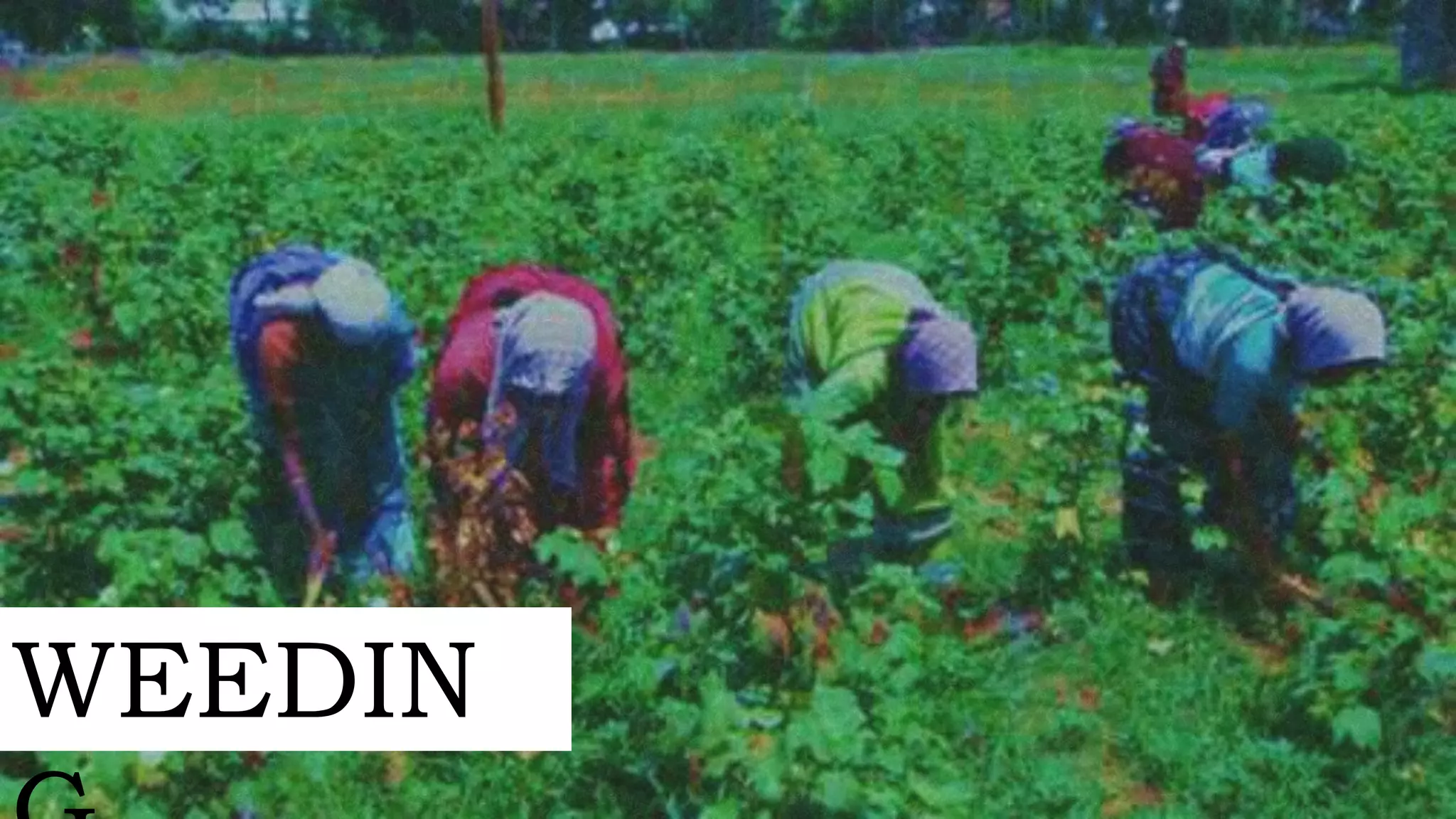 Modern Weeding tools for smallscale farmers and SHG's | PPTX