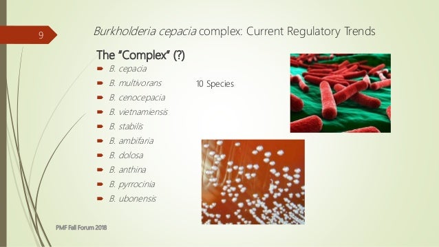 Burkholderia cepacia complex: Current Regulatory Trends