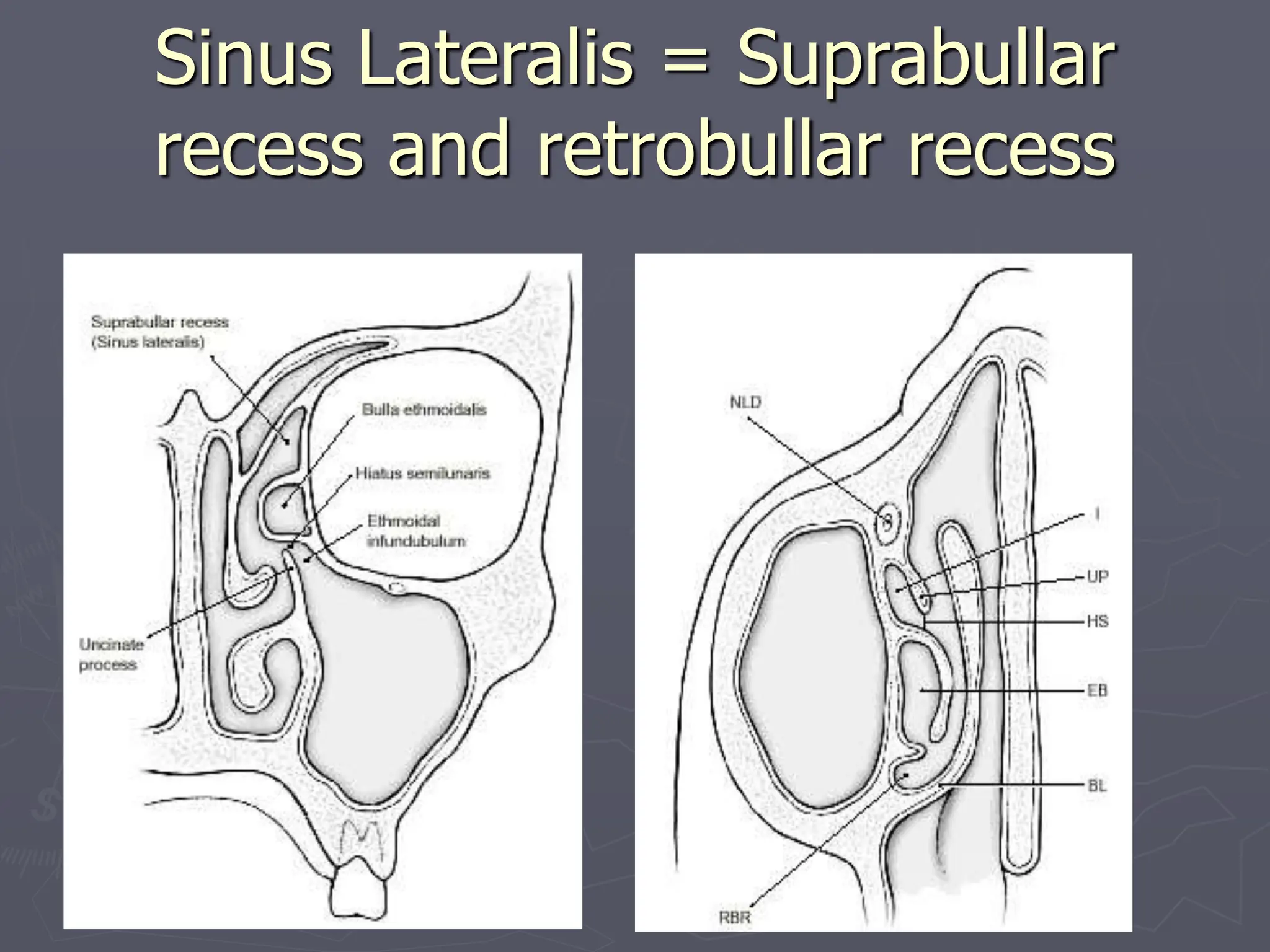 endoscopic_ana_of_nose__PNS in otolaryngology .ppt