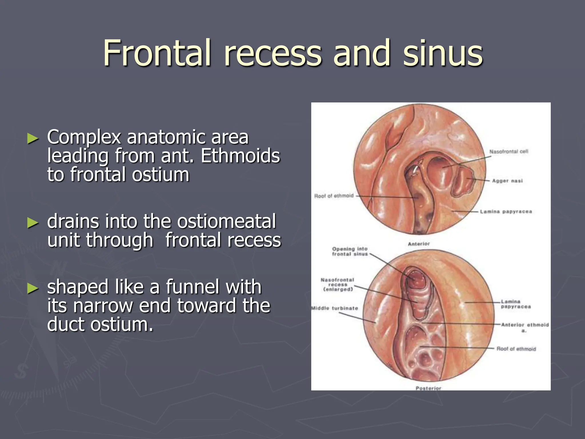 endoscopic_ana_of_nose__PNS in otolaryngology .ppt