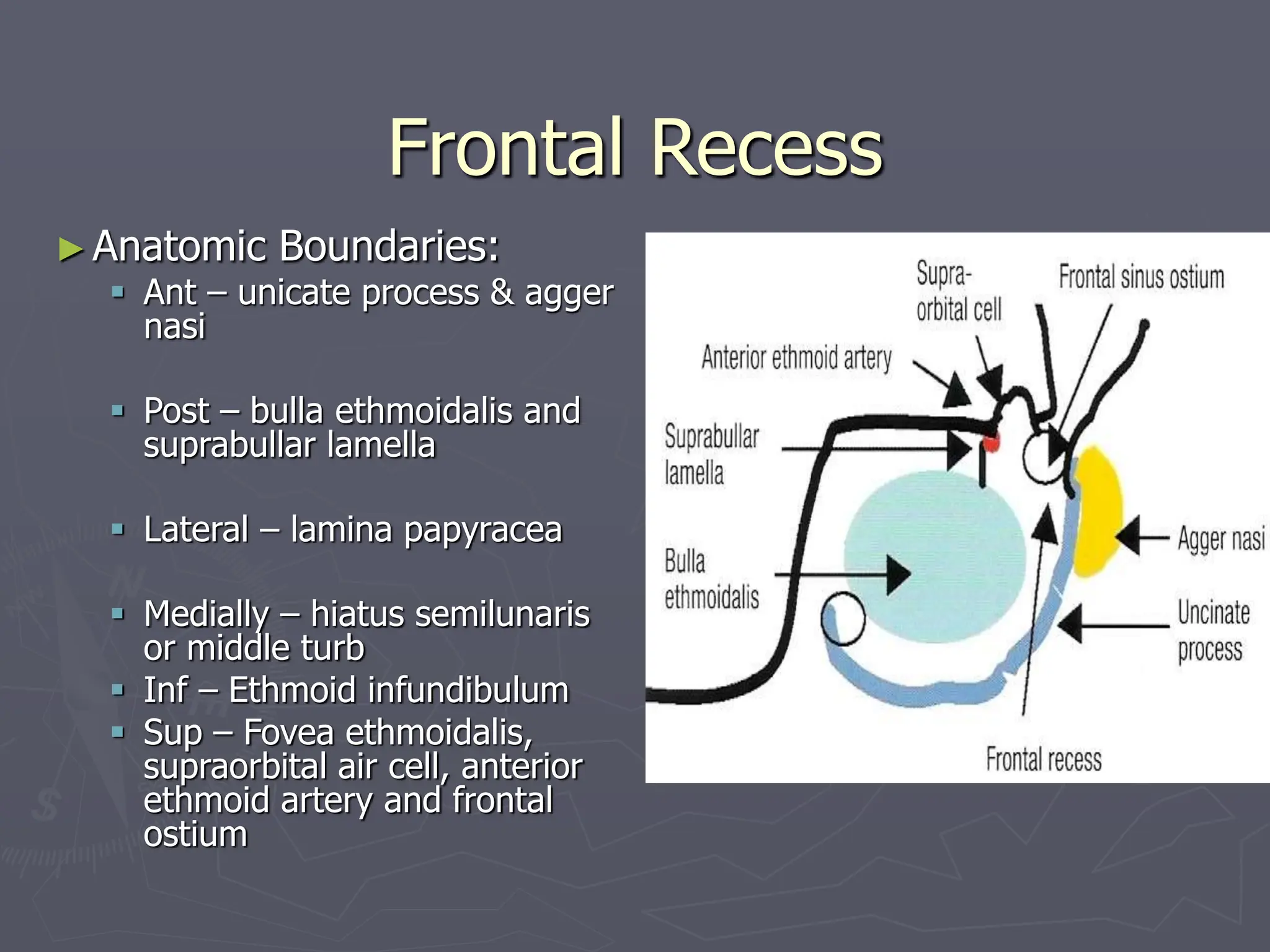endoscopic_ana_of_nose__PNS in otolaryngology .ppt