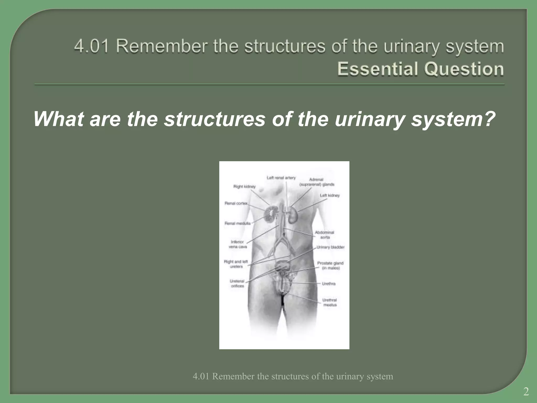 Structures of the Urinary System | PPTX