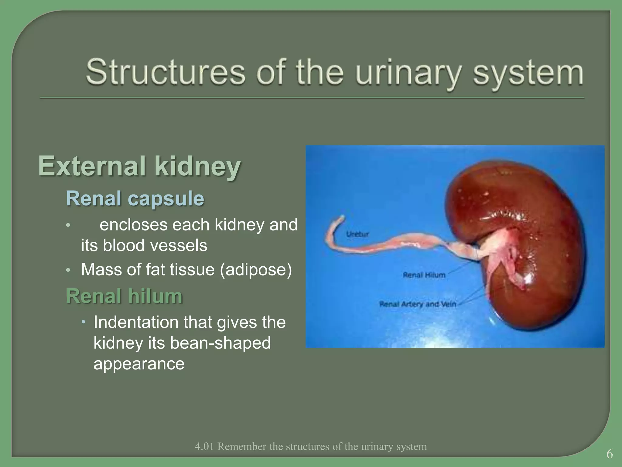 Structures of the Urinary System | PPTX