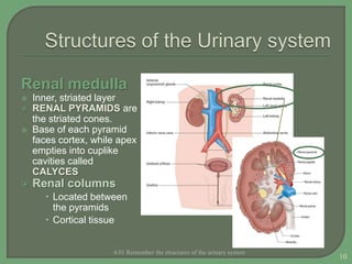 Structures of the Urinary System | PPT