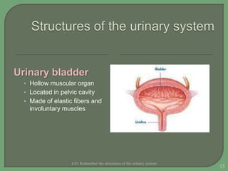 Structures of the Urinary System | PPT