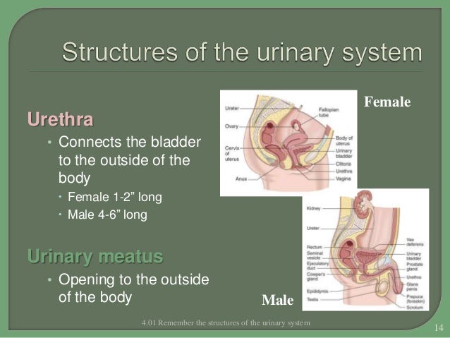 Structures of the Urinary System