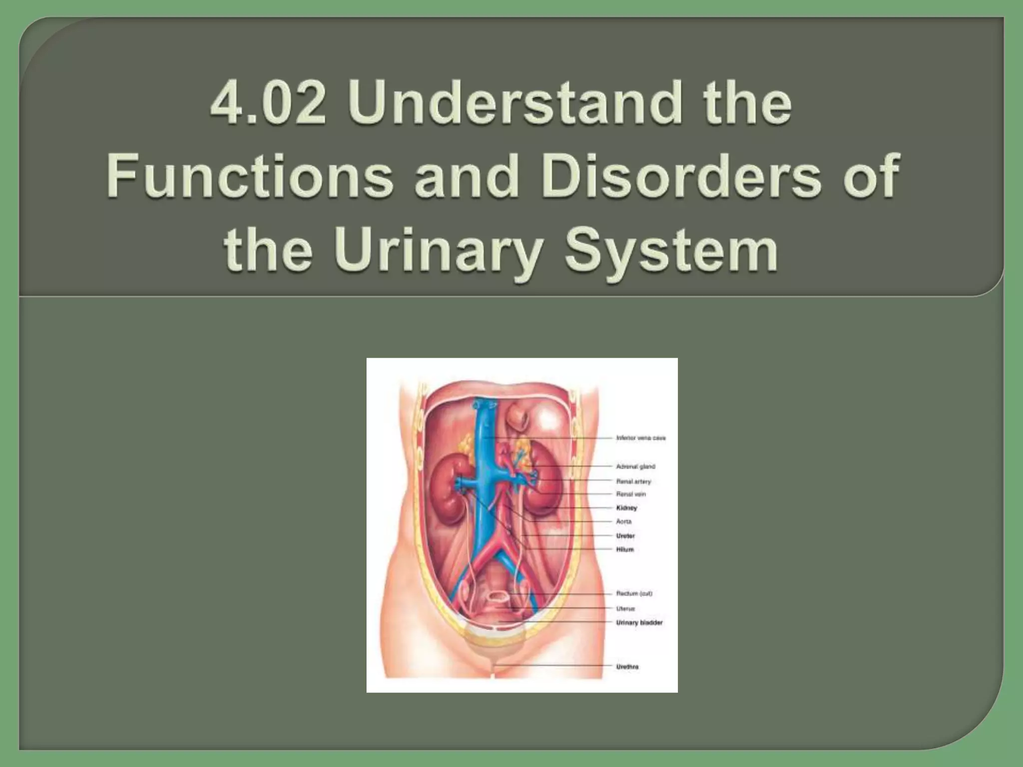 Functions and Disorders of Urinary System | PPTX
