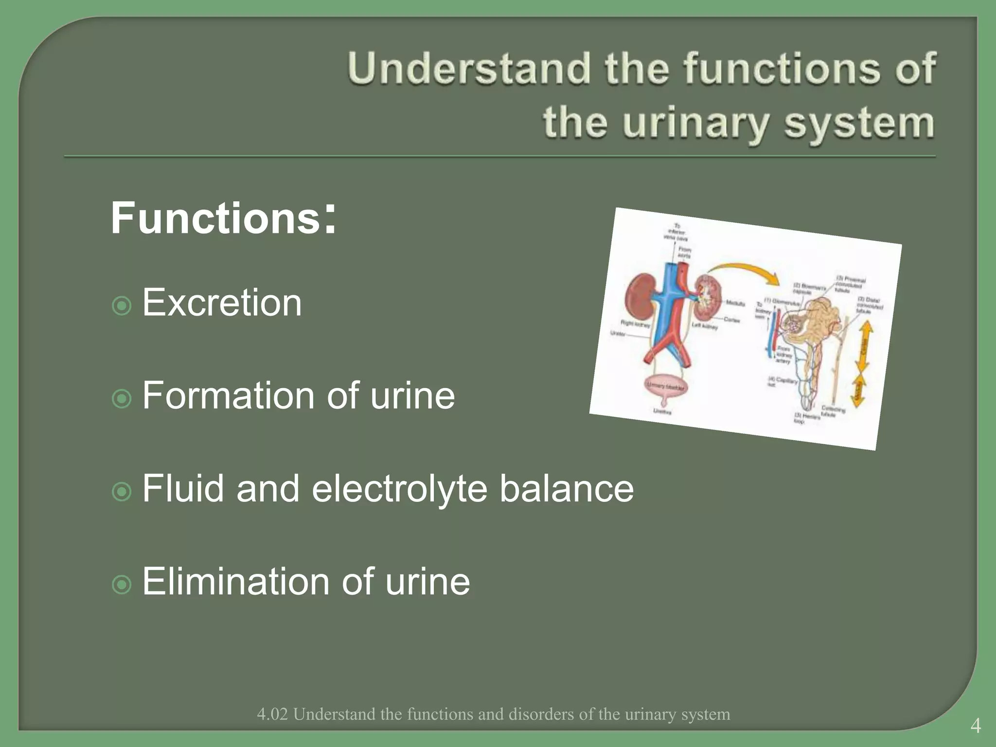 Functions and Disorders of Urinary System | PPTX
