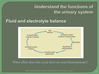 Functions and Disorders of Urinary System | PPTX