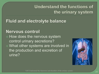 Functions and Disorders of Urinary System | PPTX