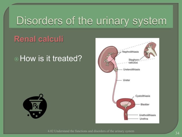 Functions and Disorders of Urinary System | PPTX