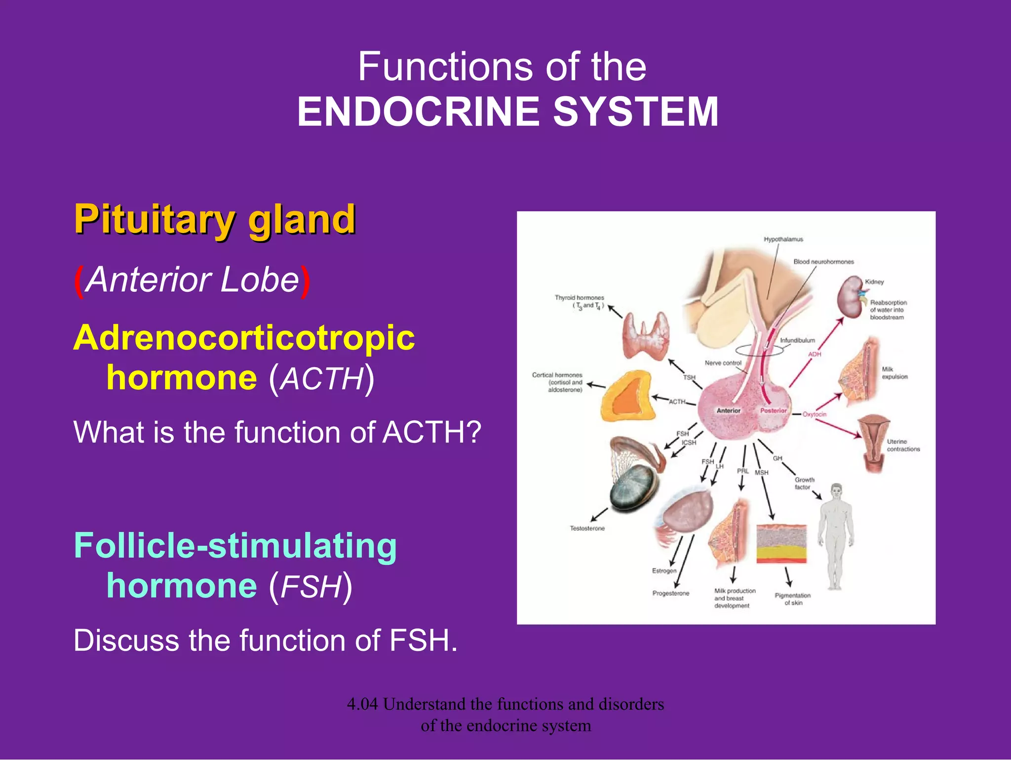 Functions and Disorders of the Endocrine System | PPT