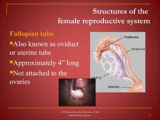 Structures of the Reproductive System | PPT
