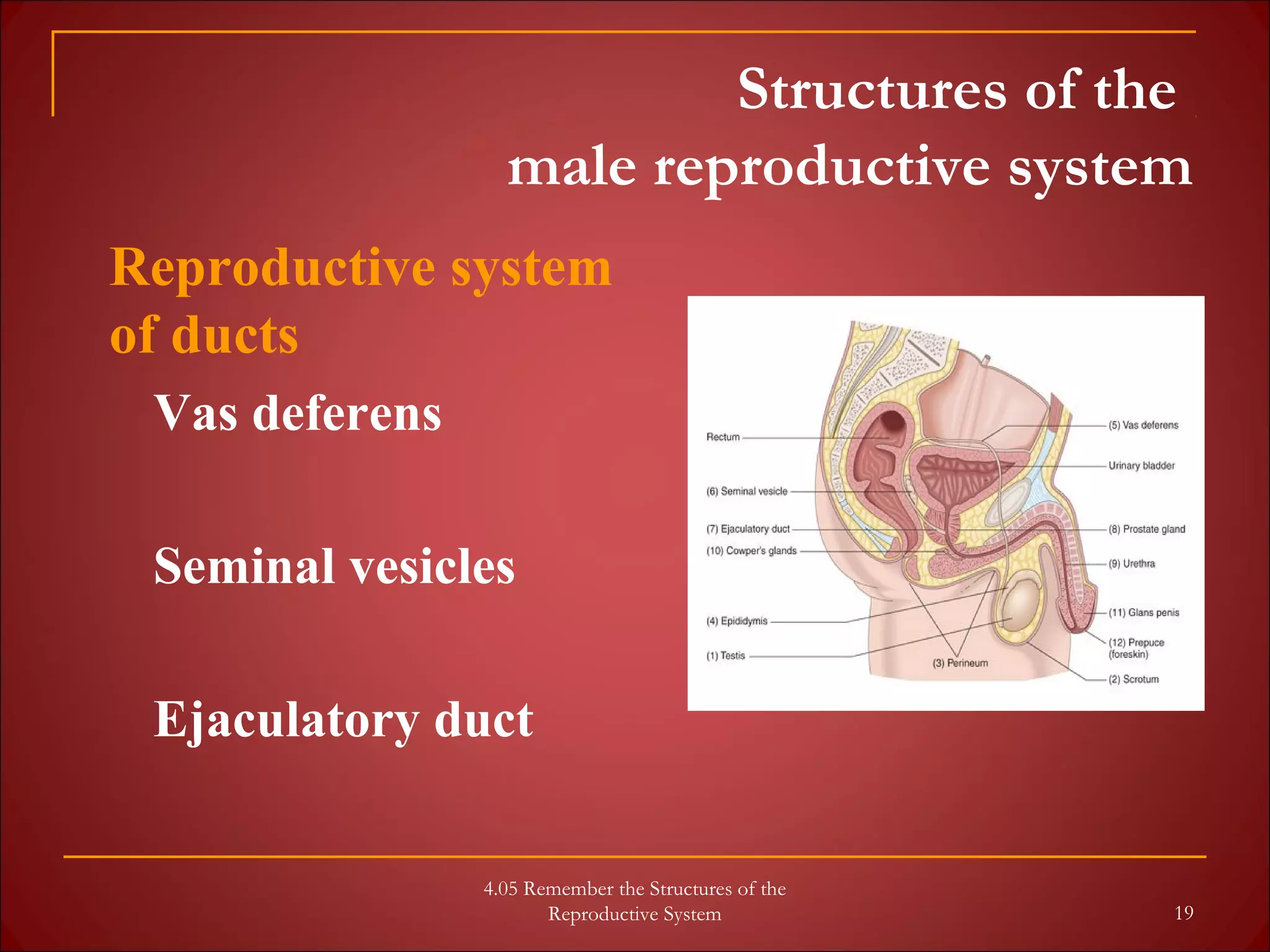 Structures of the Reproductive system | PPT