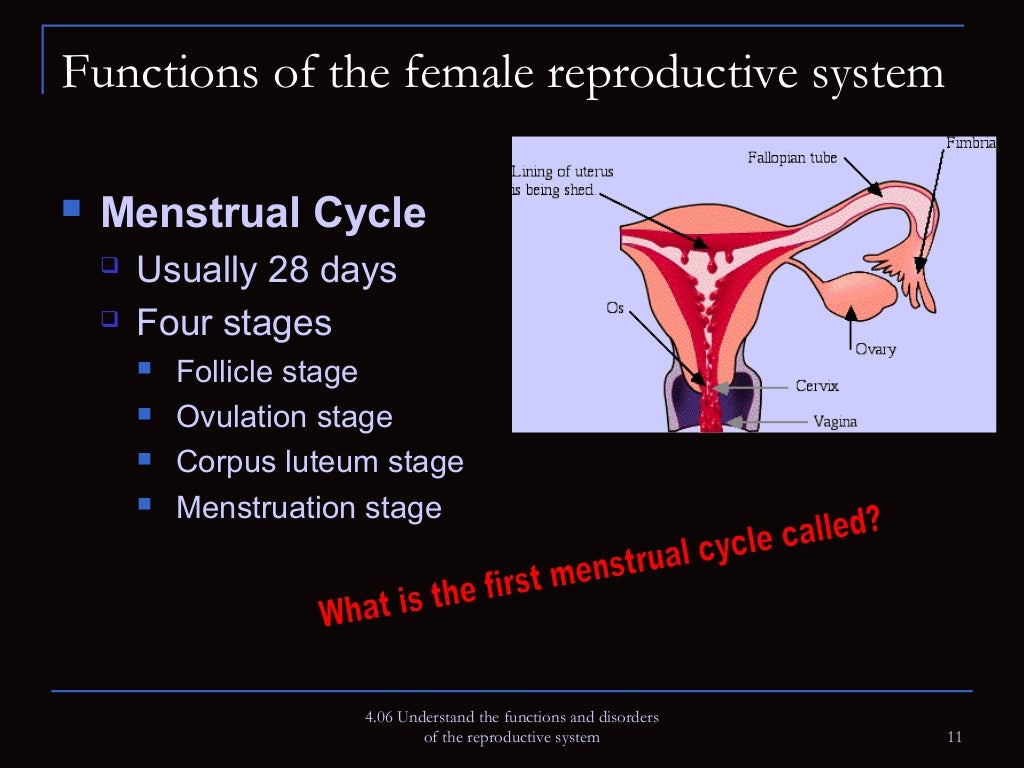 Functions And Disorders Of The Reproductive System