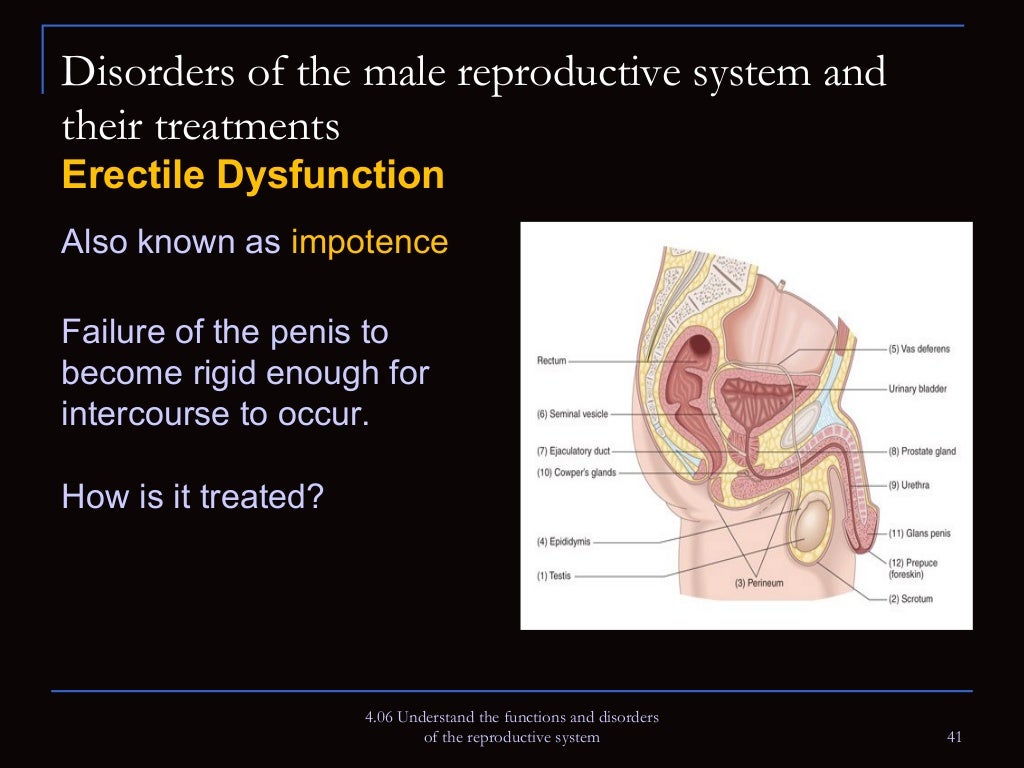 Functions And Disorders Of The Reproductive System