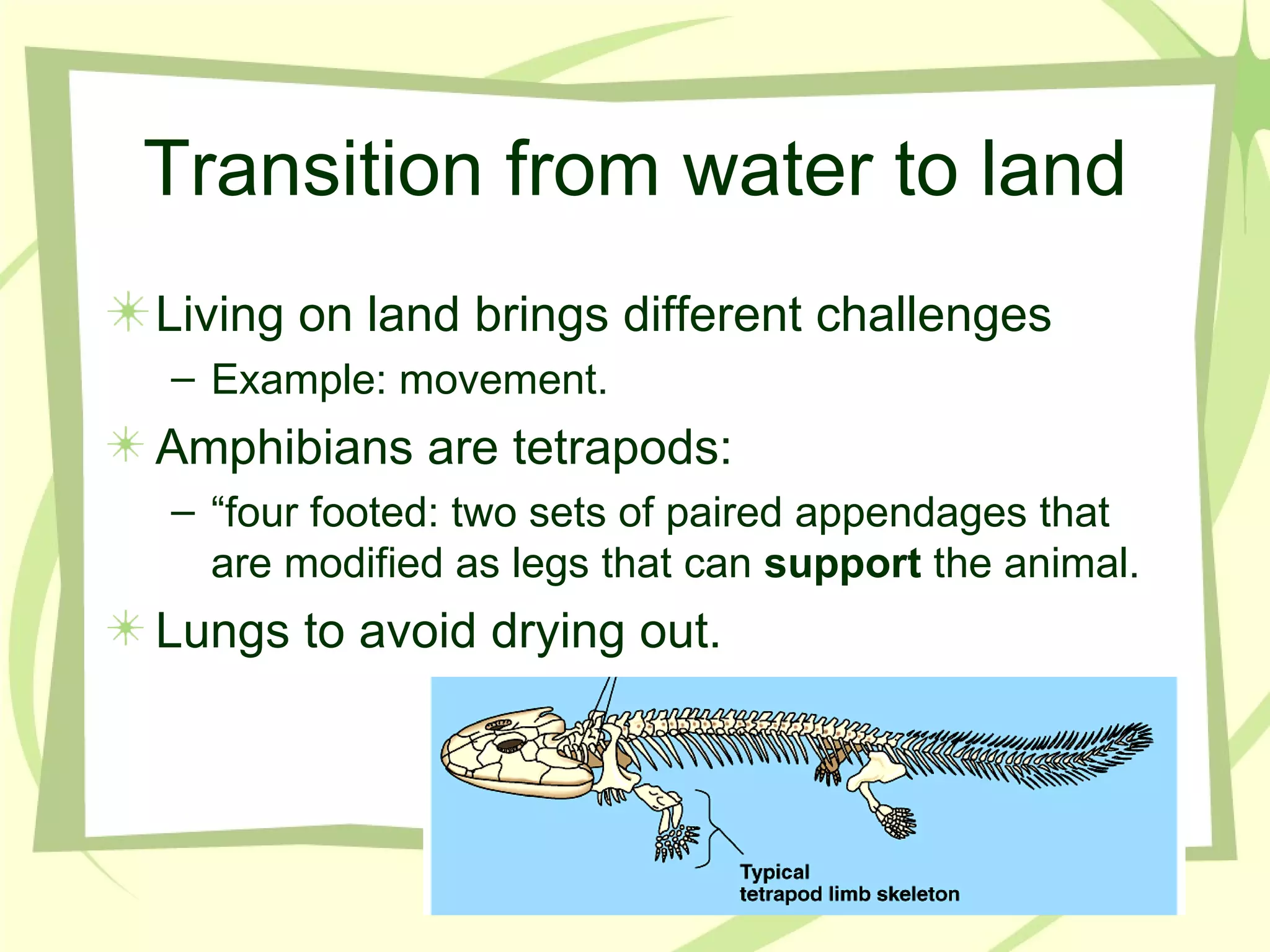 4 11-12 amphibians | PPT