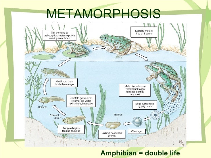 4 11-12 amphibians