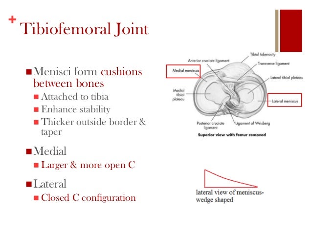 Tibiofemoral Joint