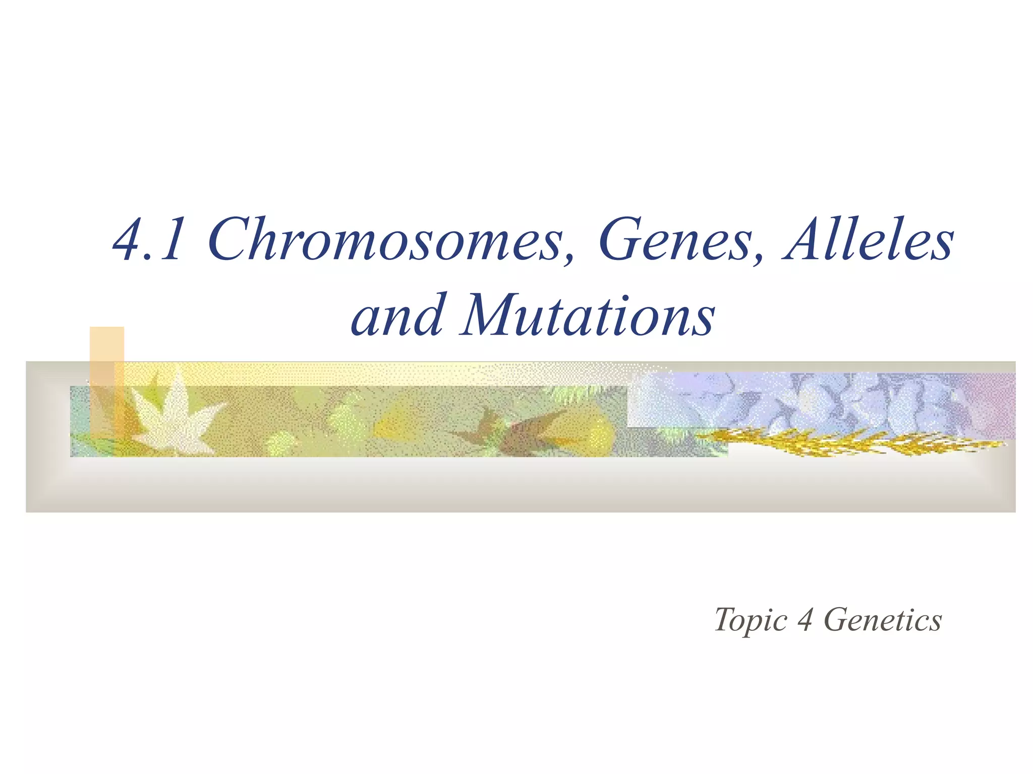 4.1 chromosomes, genes, alleles & mutations | PPT