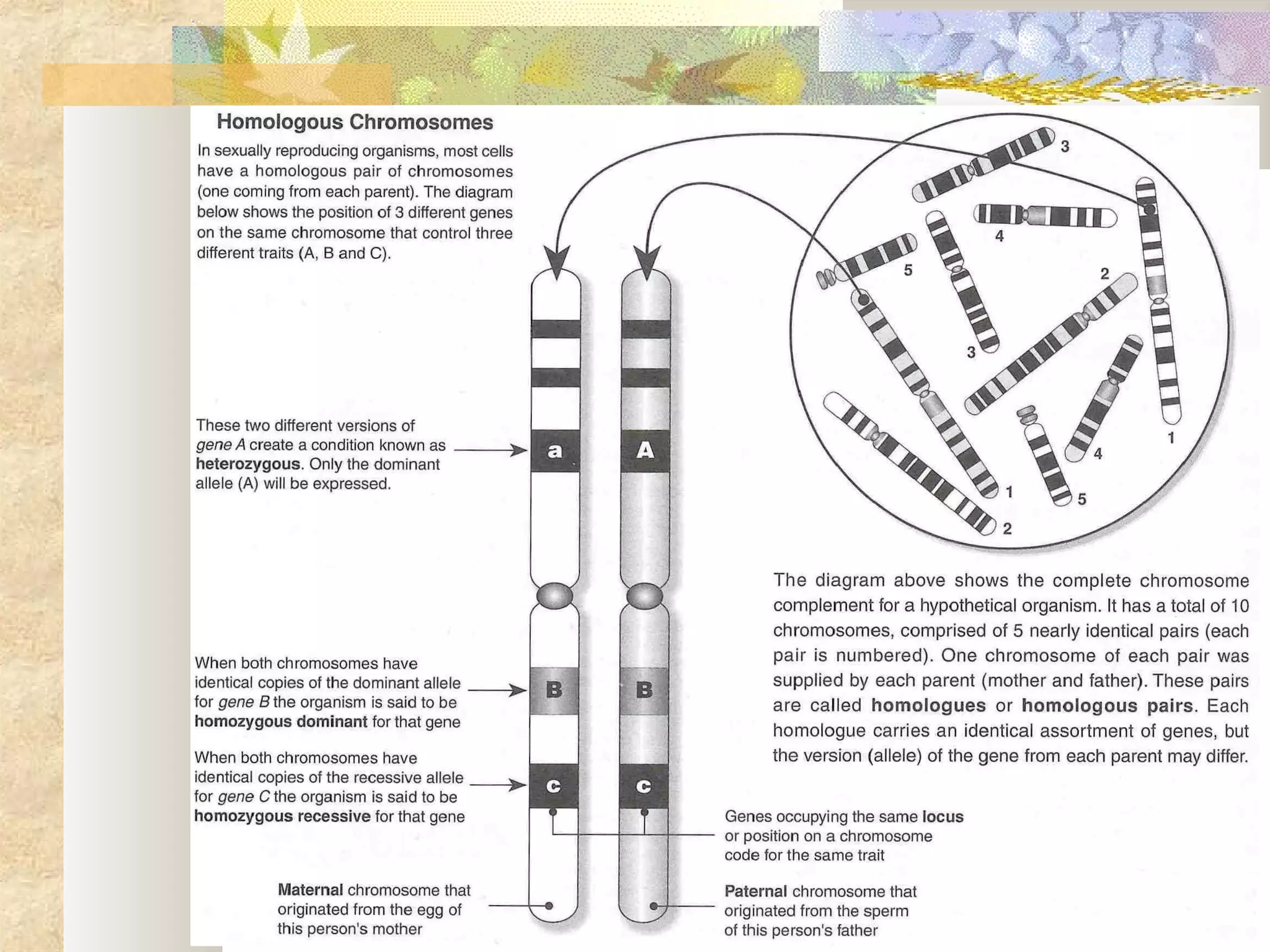 4.1 chromosomes, genes, alleles & mutations | PPT