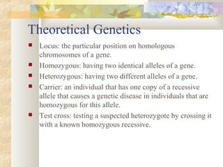 4.3 theoretical genetics | PPT