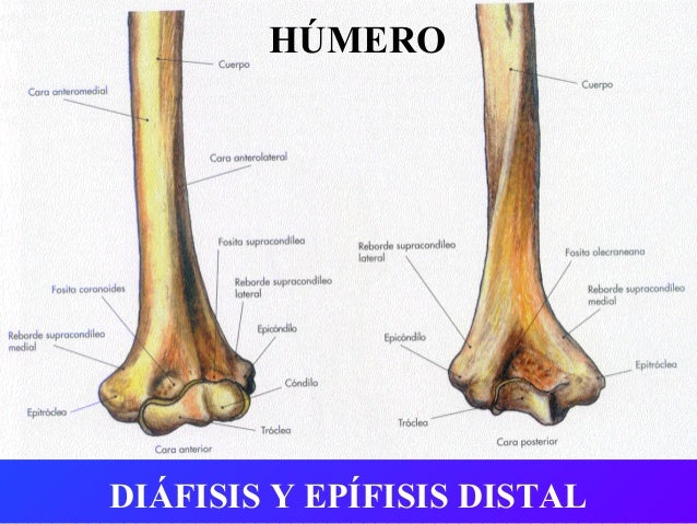 4.1 miembro superior huesos y articulaciones