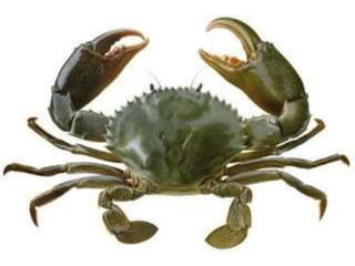 Kad Suku Kata KVK KV | PPTX