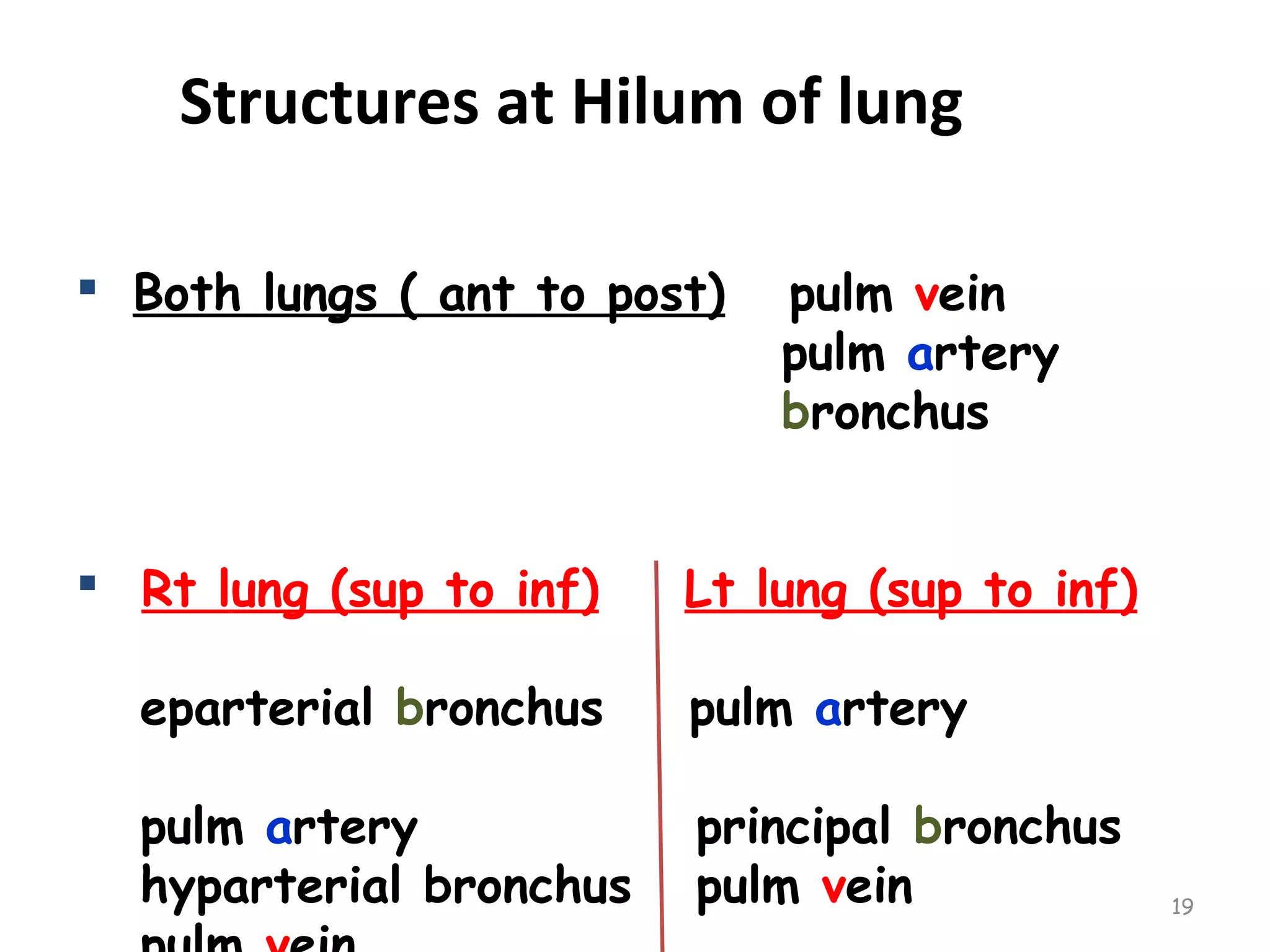 lungs bp segments | PPT