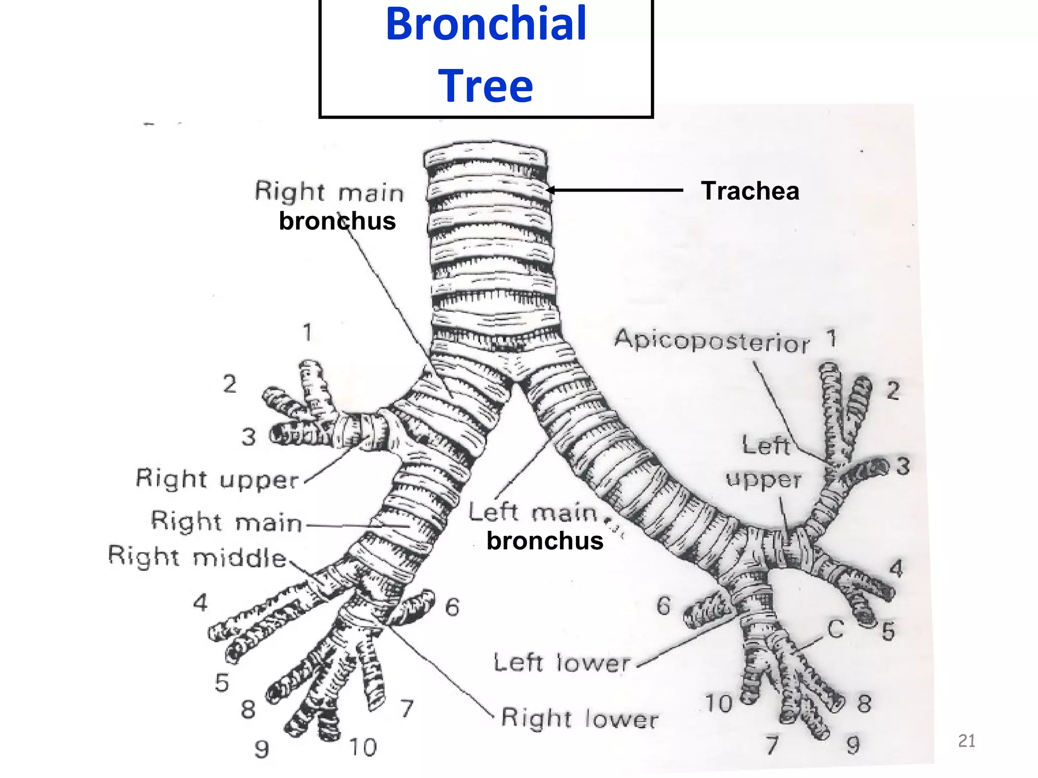 lungs bp segments | PPT