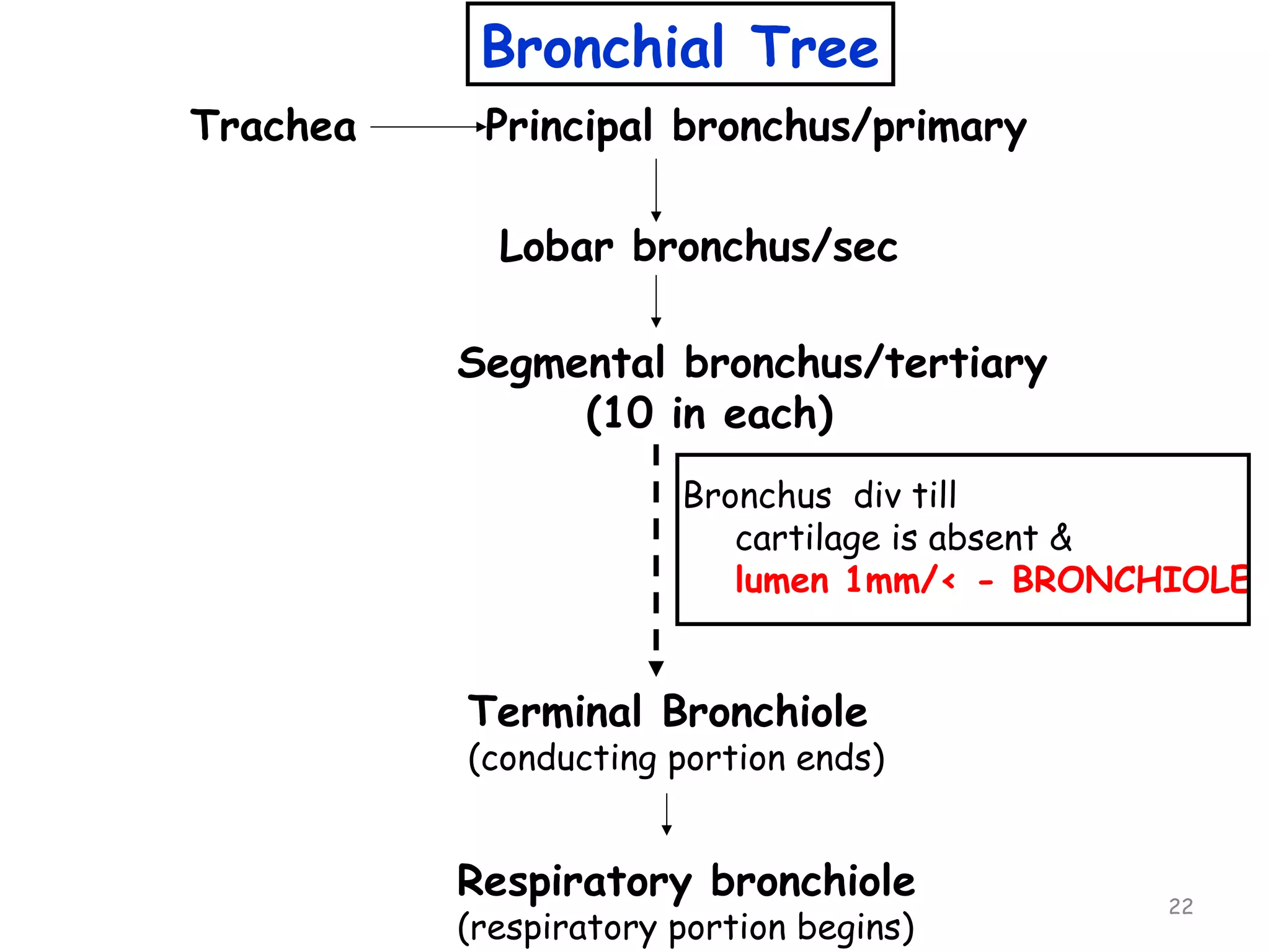 lungs bp segments | PPT