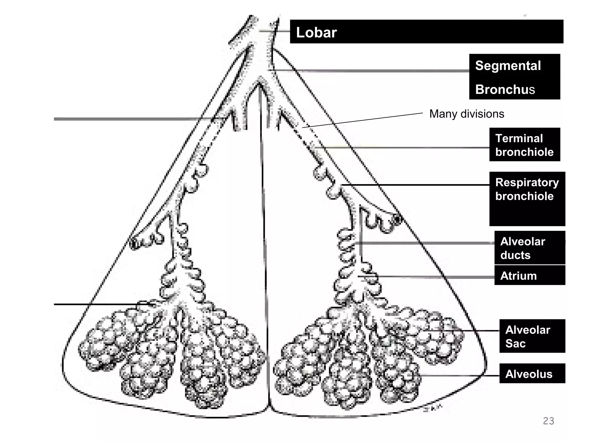 lungs bp segments | PPT