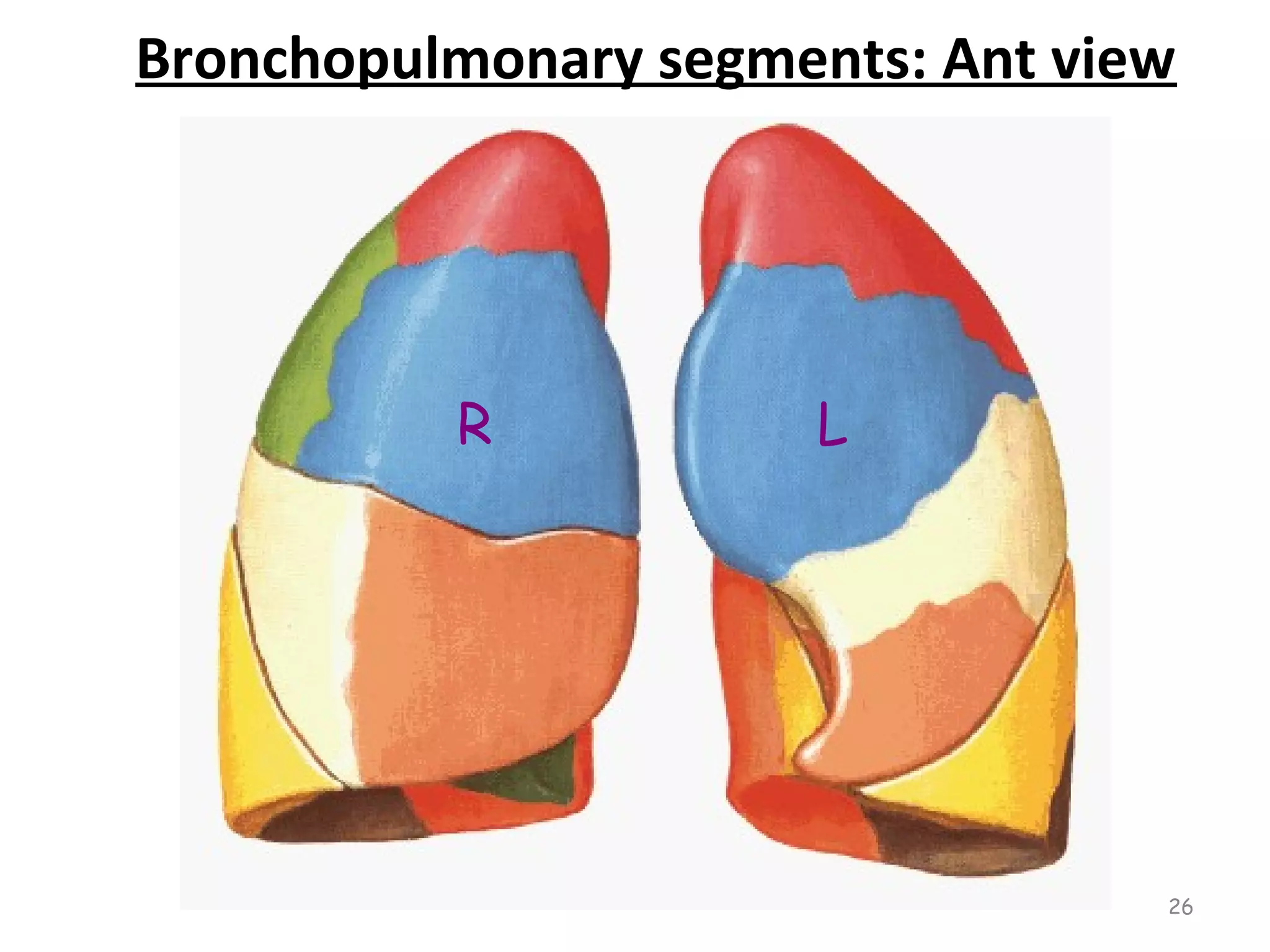 lungs bp segments | PPT