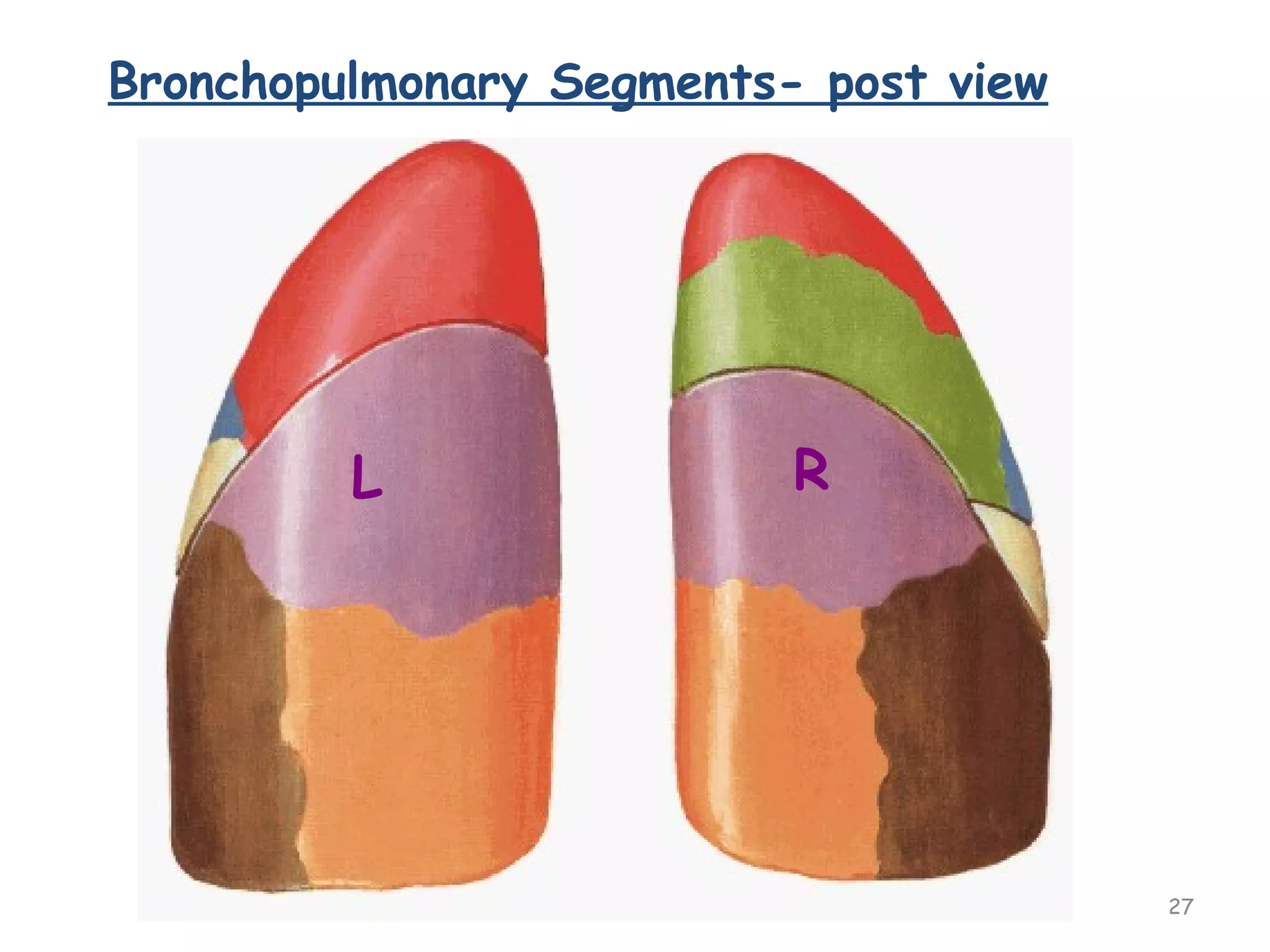 lungs bp segments | PPT