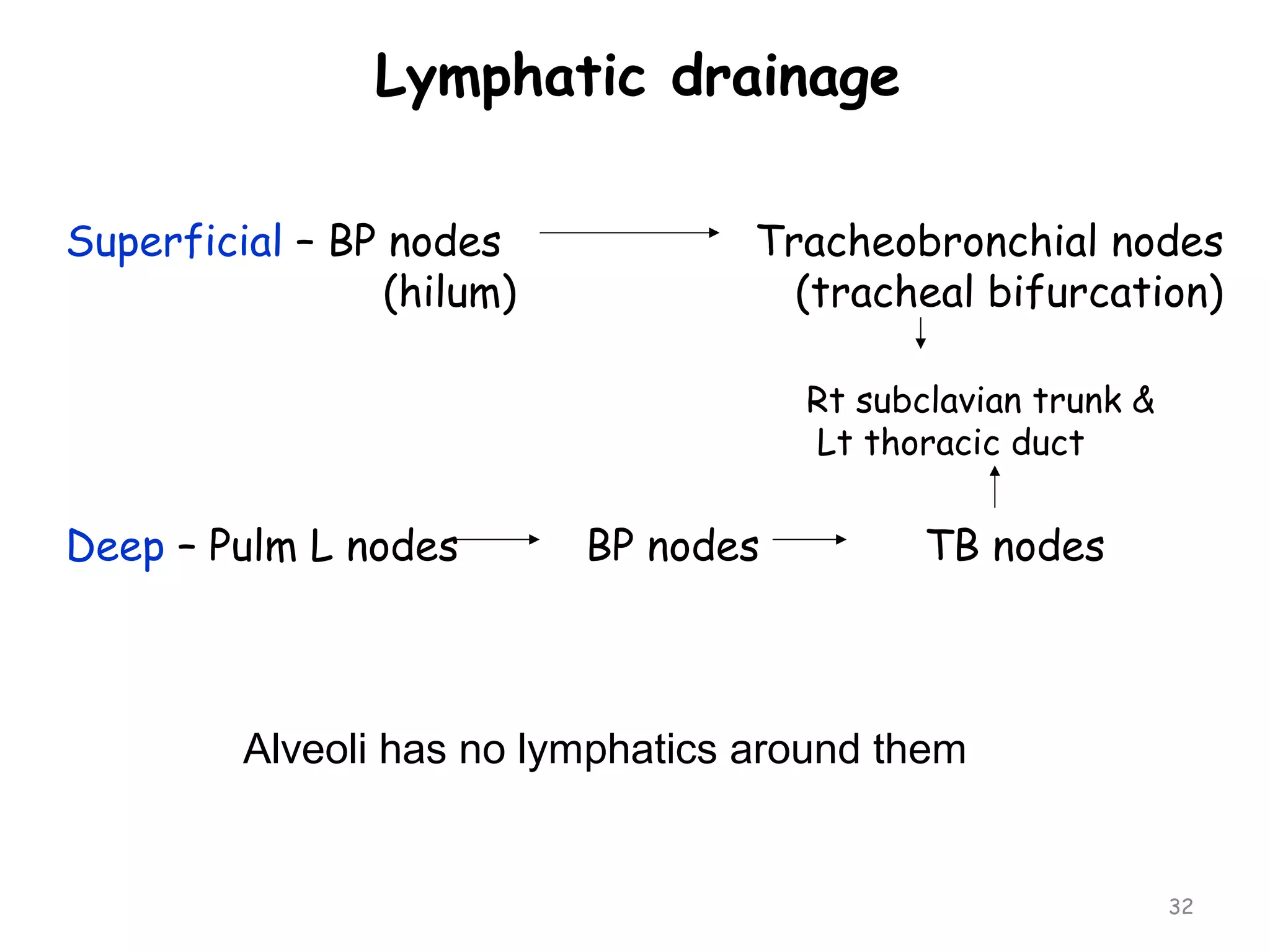 lungs bp segments | PPT