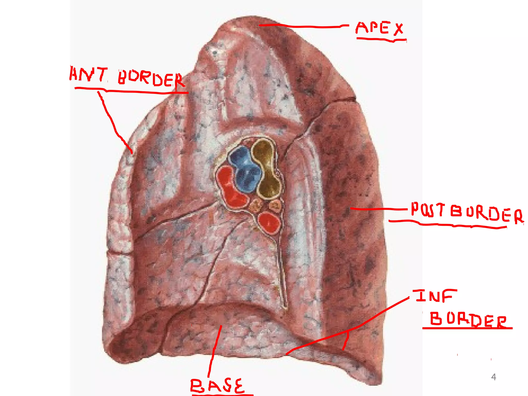 lungs bp segments | PPT