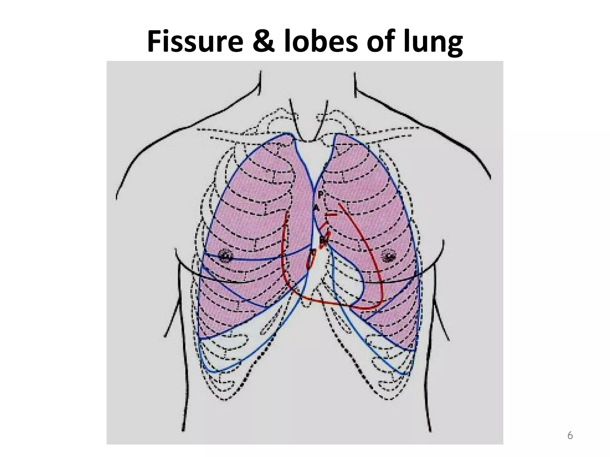 lungs bp segments | PPT