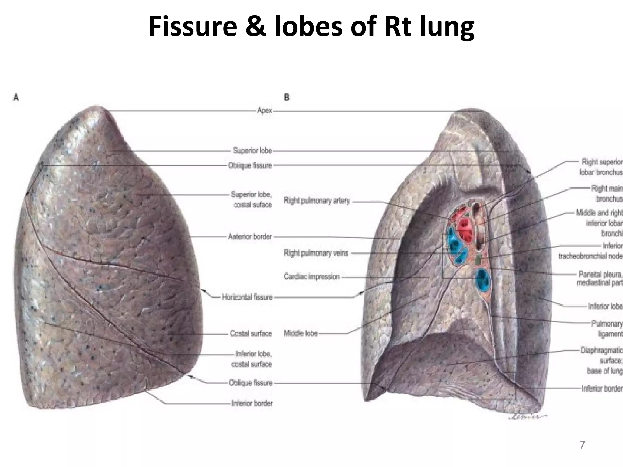 lungs bp segments | PPT
