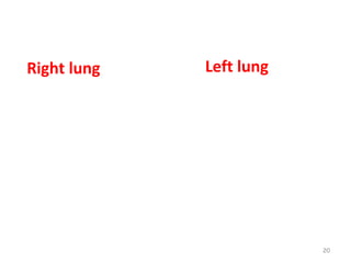 lungs bp segments | PPT