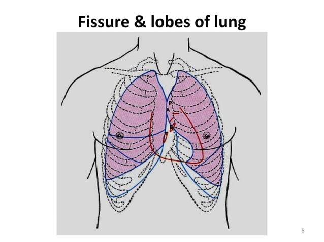 lungs bp segments | PPT | Lung and Respiratory Health | Diseases and ...