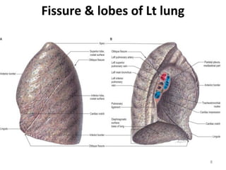 lungs bp segments | PPT