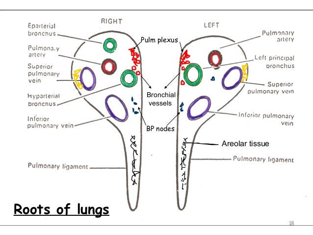 lungs bp segments