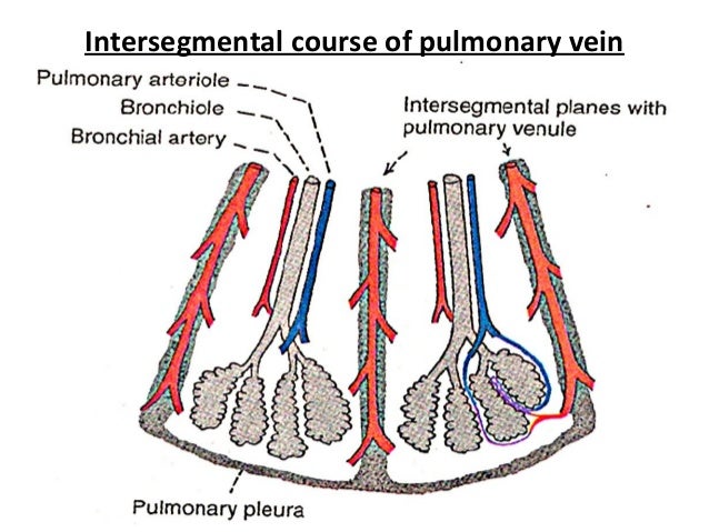 lungs bp segments