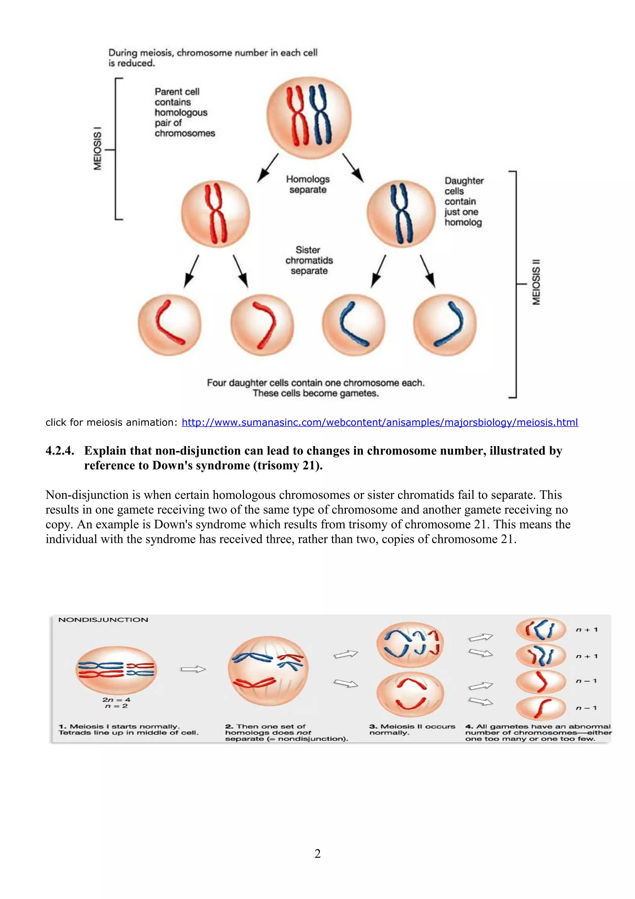 4.2 meiosis notes | DOC