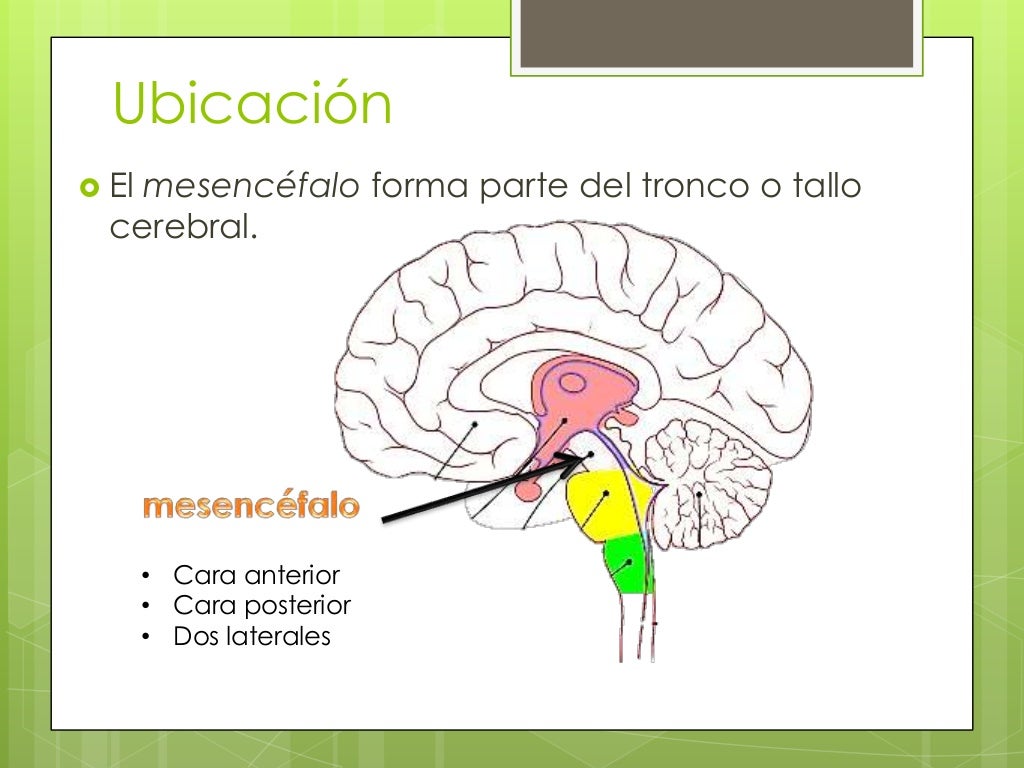 Mesencéfalo
