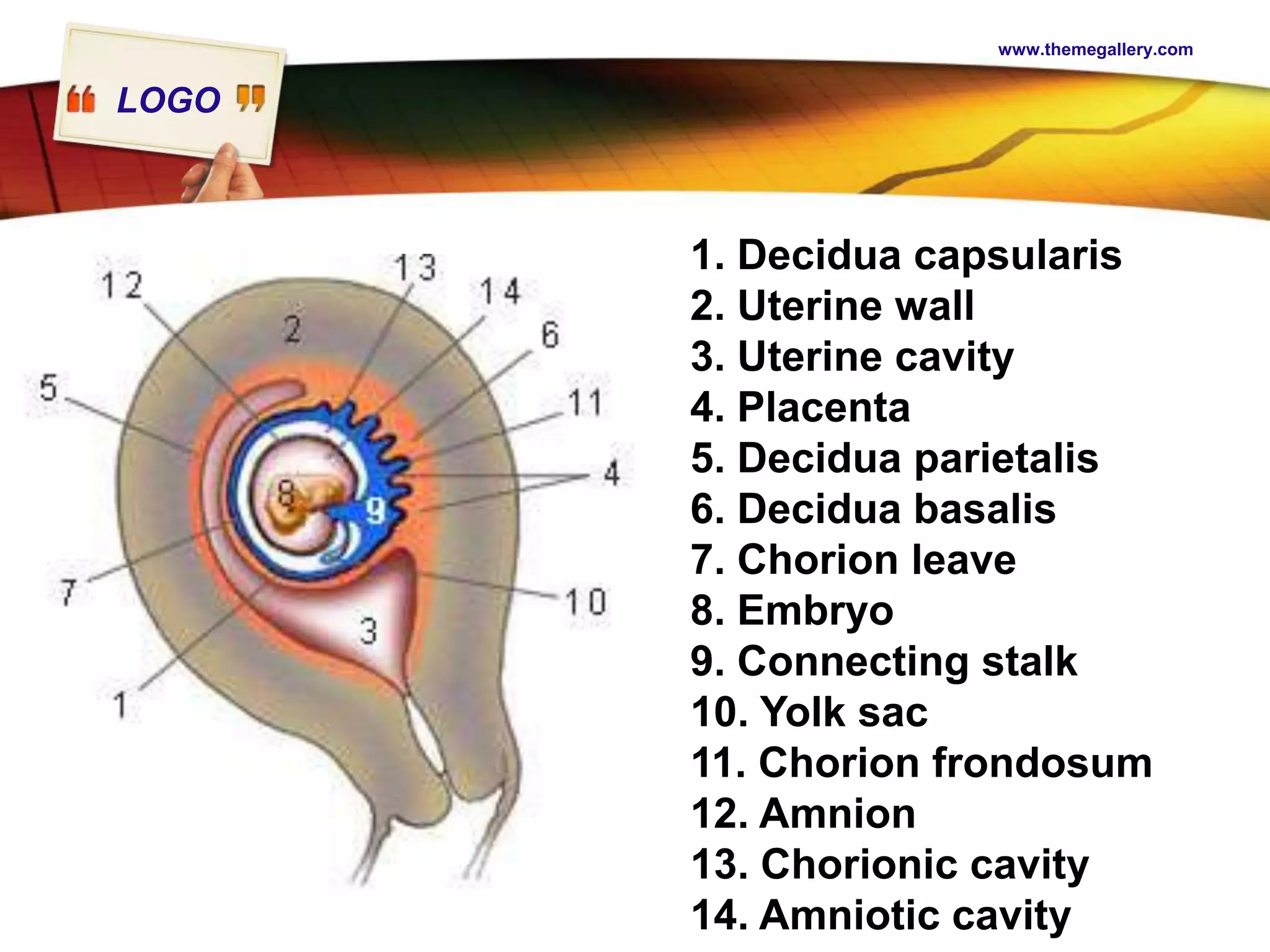 4. pertumbuhan & perkembangan plasenta | PPTX