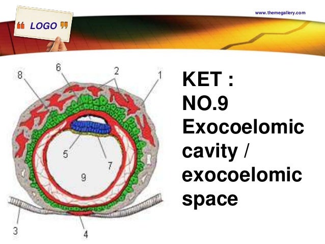 4. pertumbuhan & perkembangan plasenta