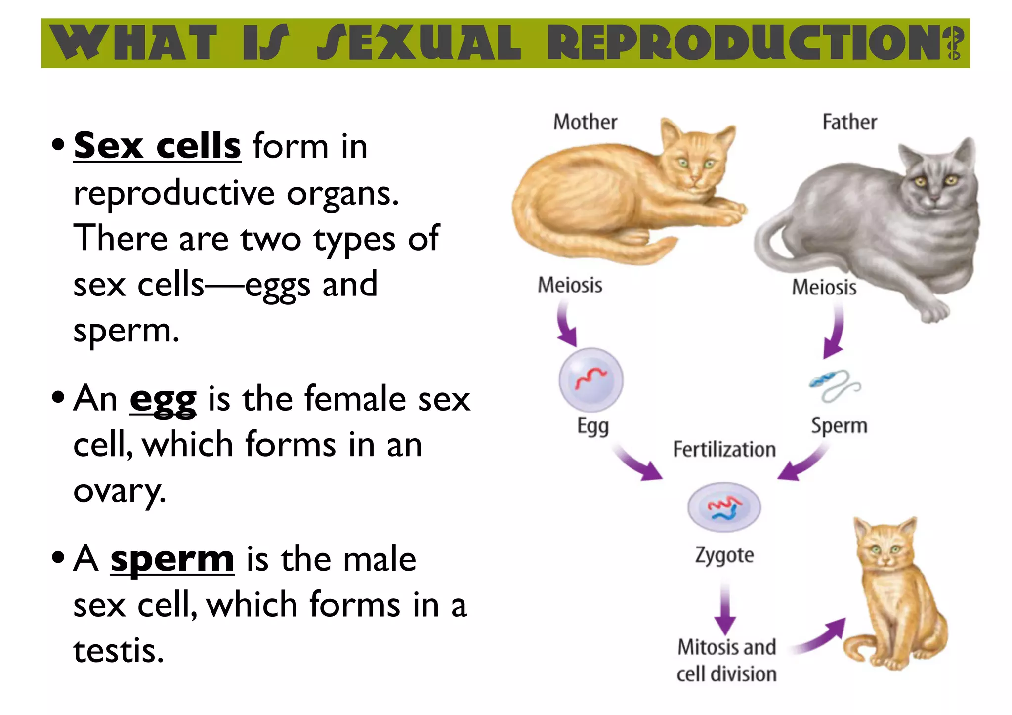 Sexual Reproduction & Meiosis | PDF