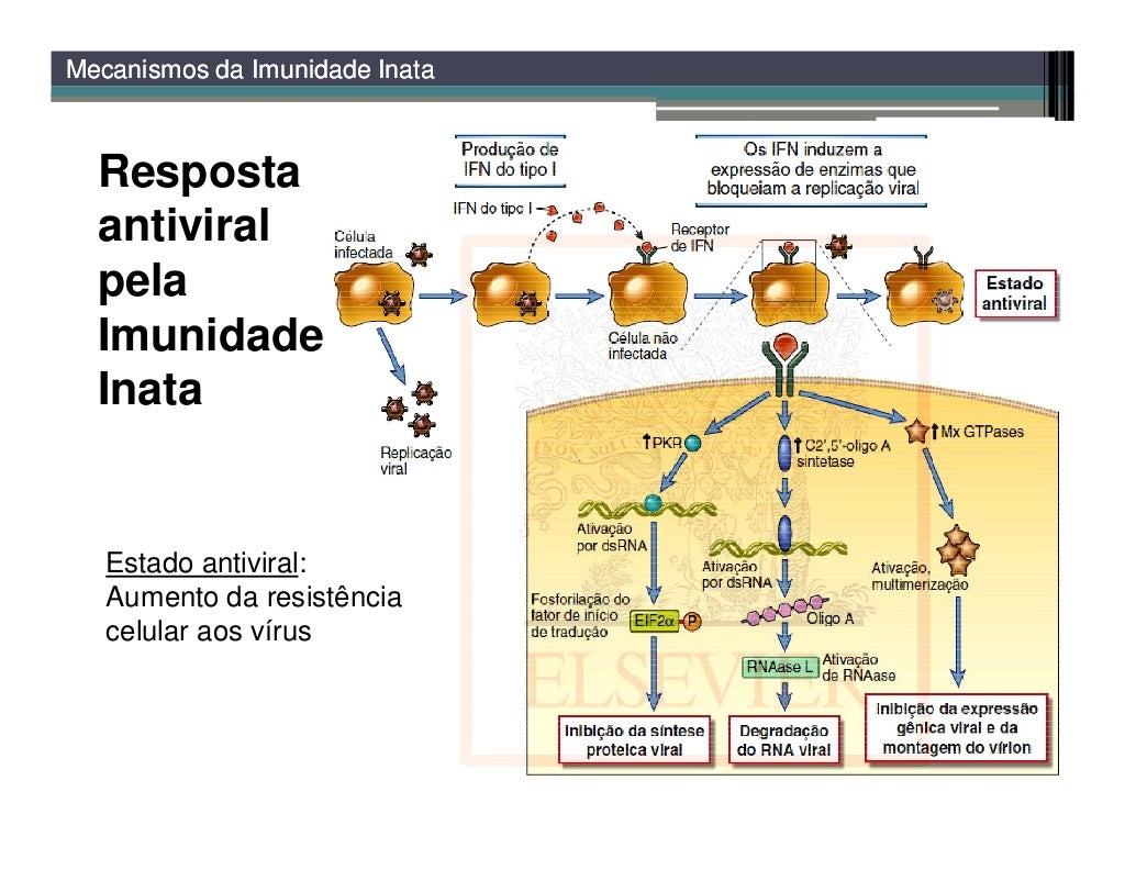 4. mec. efetores da imunidade inata
