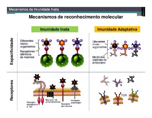 4. mec. efetores da imunidade inata